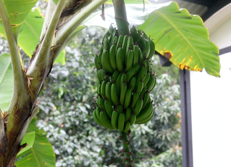 En laboratorios de Medellín ya cultivan bananos idénticos a los que ...