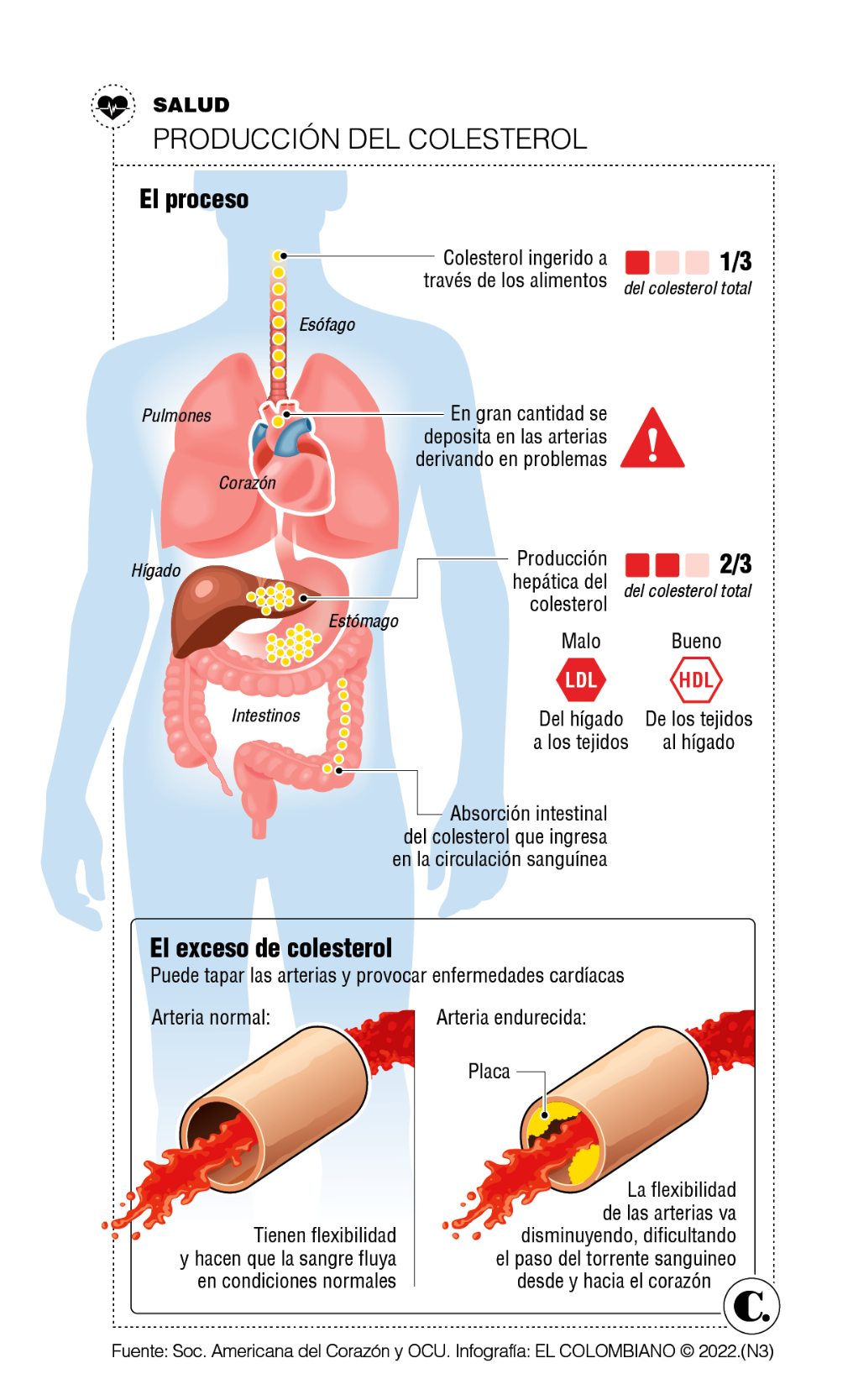 La culpa no es del huevo: los secretos del colesterol alto