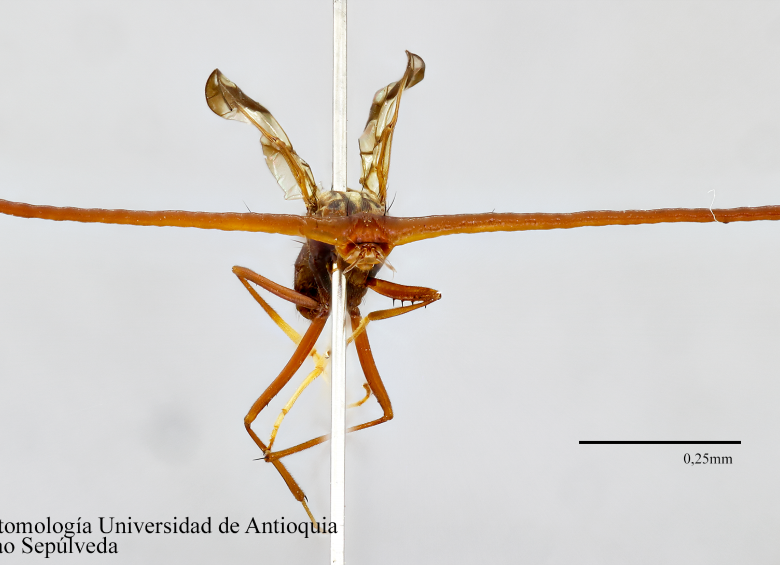 Mariposas, cucarrones, moscas: un millón de insectos disecados en un ...