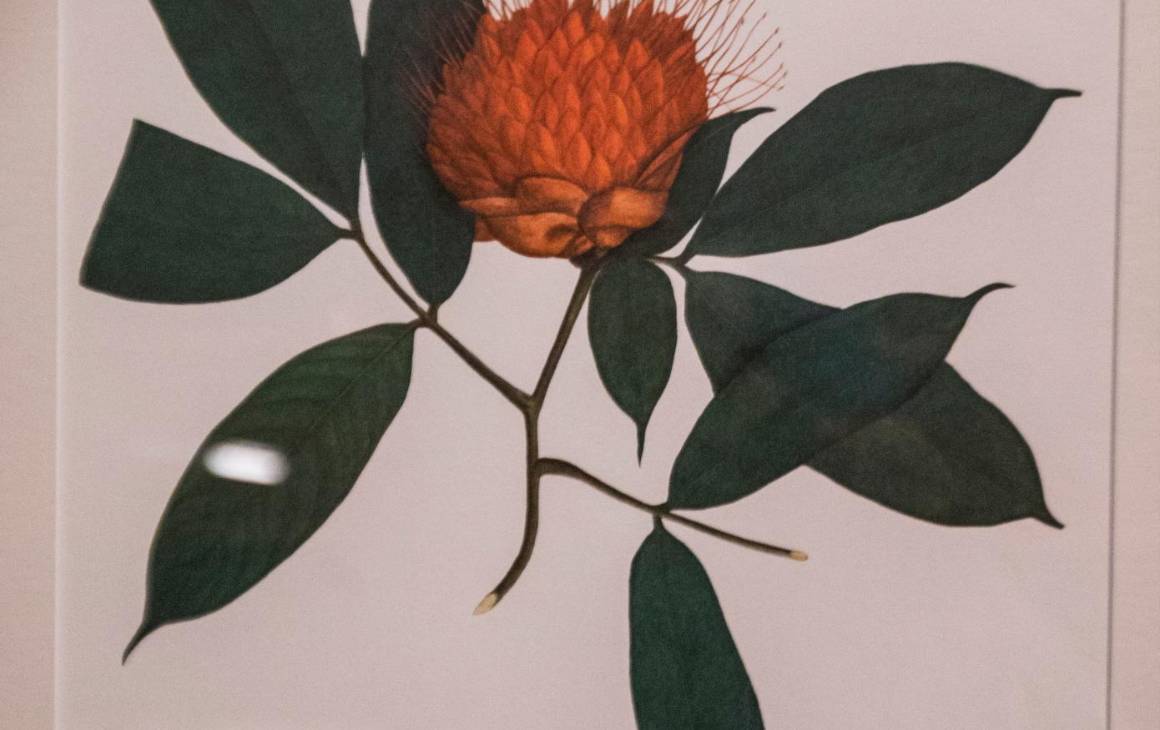 Después de 207 años, dibujos de la Expedición Botánica de Mutis visitan ...