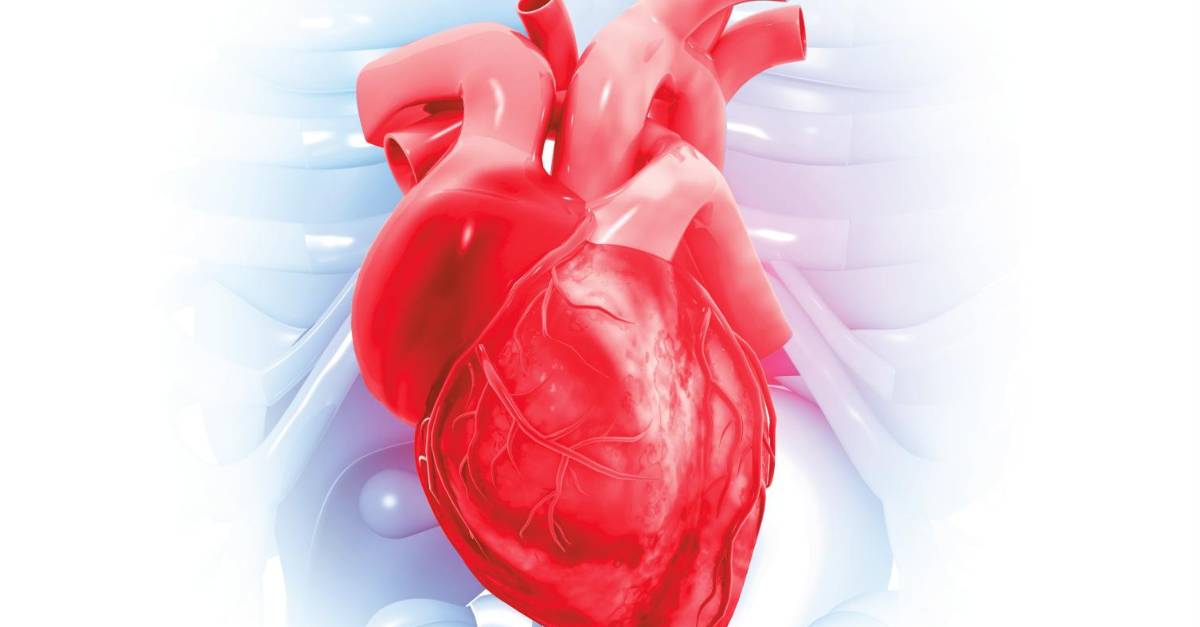 El corazón, todo un motor