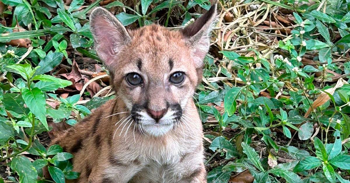 Hallan en pésimas condiciones a puma cachorro en Copacabana