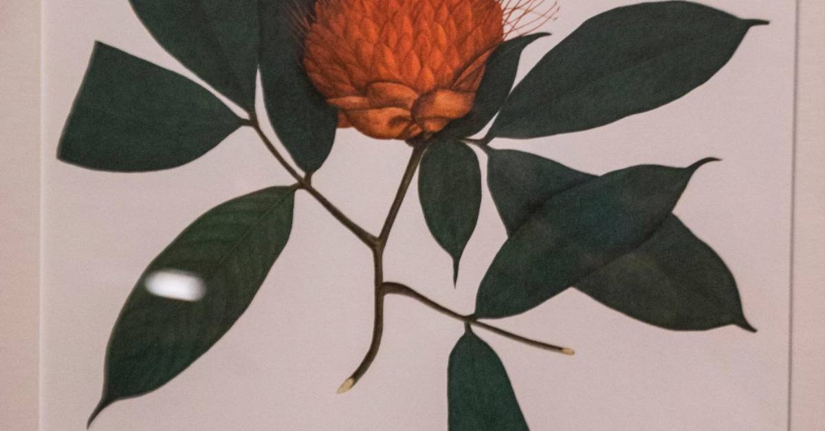 Después de 207 años, dibujos de la Expedición Botánica de Mutis visitan ...