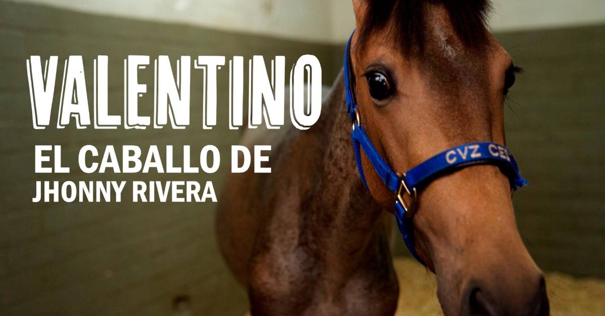 Valentino El Caballo De Jhonny Rivera Se Recuperó Tras Una Cirugía
