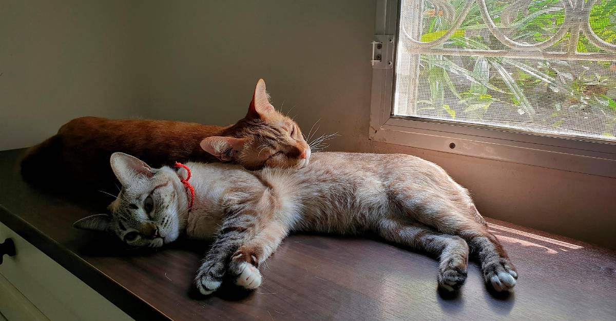 Claves para que llevar un nuevo gato a casa sea un éxito