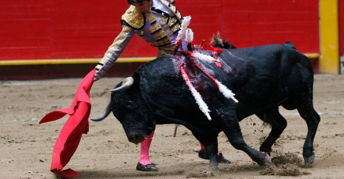 Constitutional Court orders the return of the bullfighting season to ...