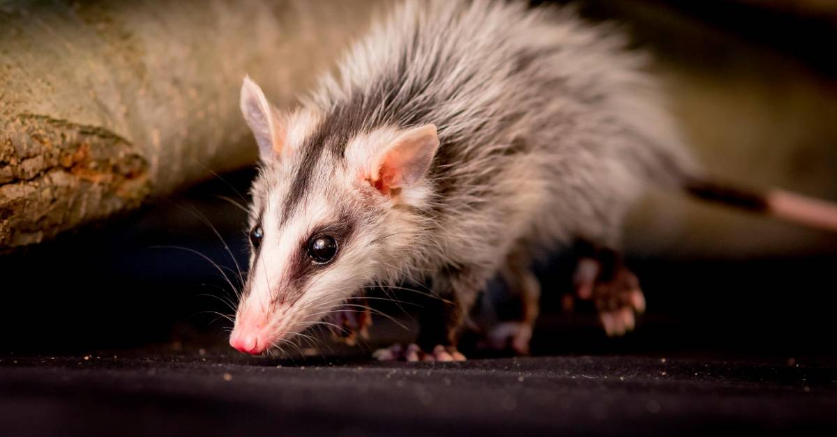 Conozca a las “zari” que lo visitan y cómo cuidarlas
