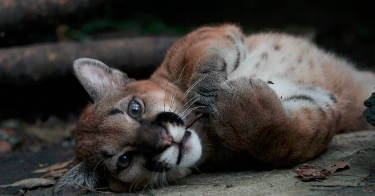 ¡Historia de un rescate! El puma concolor que fue adoptado por una ...