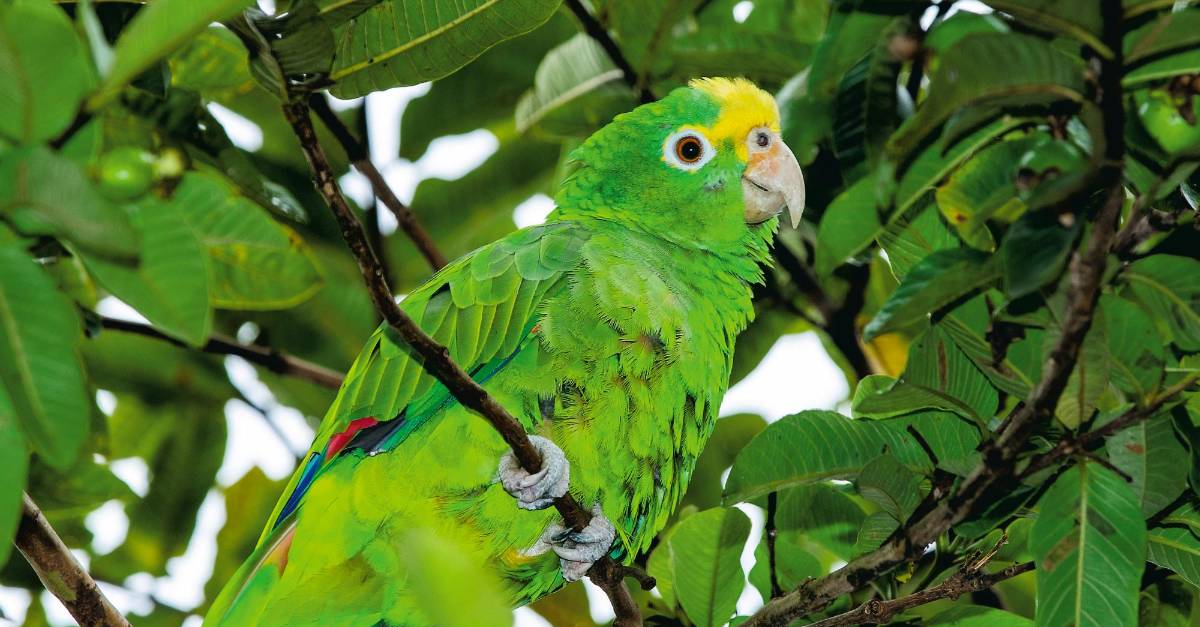 Fauna silvestre, déjela en su hábitat