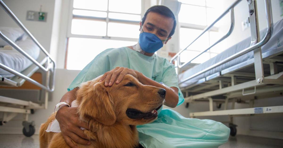 Los animales saben si usted está enfermo