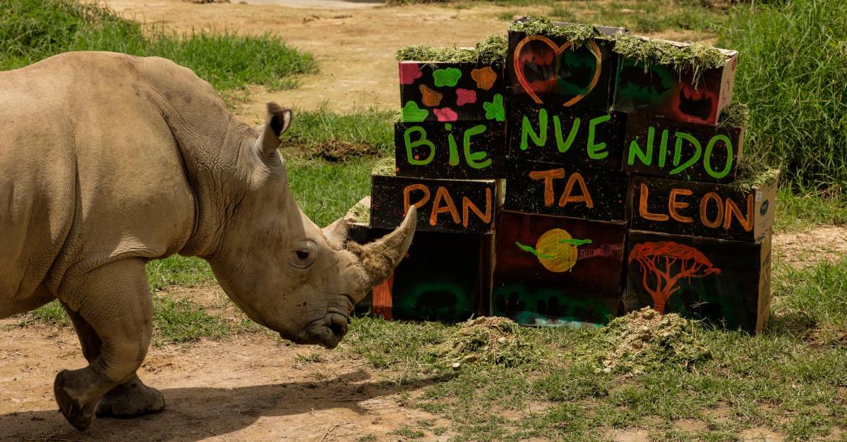 ¿La última oportunidad del rinoceronte y el cóndor?, historias de ...