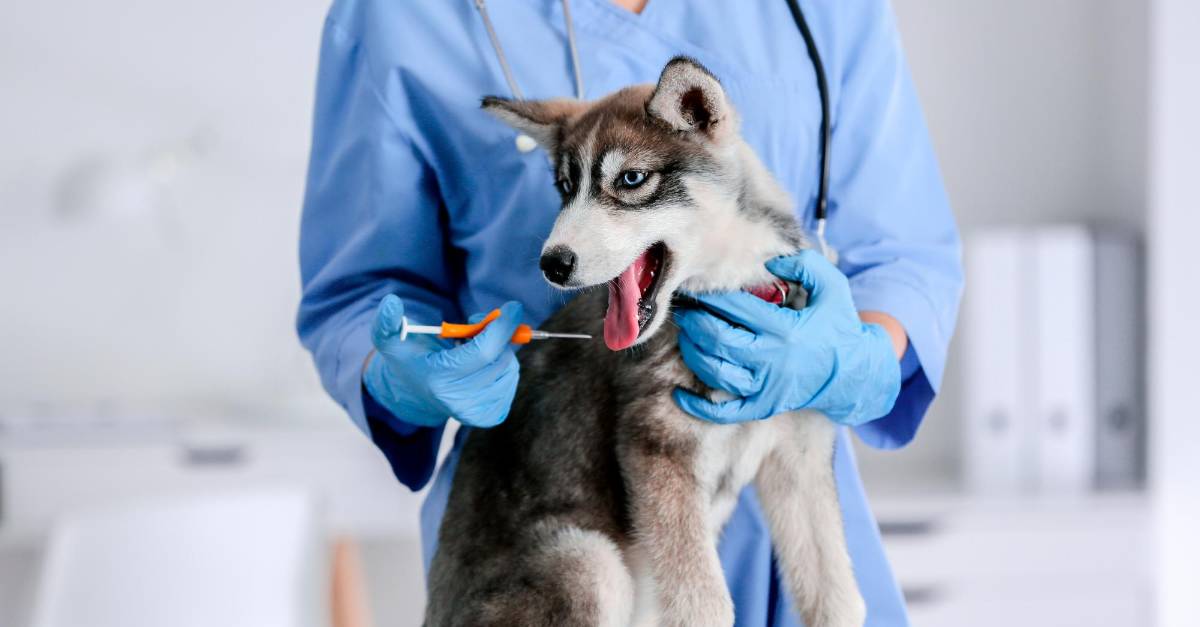 Microchip, una cédula para las mascotas