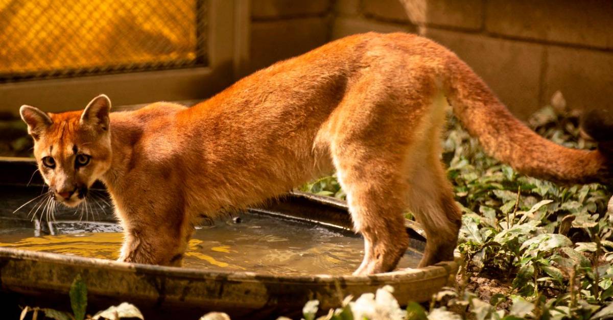 Puma rescatada en Antioquia viajó 900 km en busca de su familia