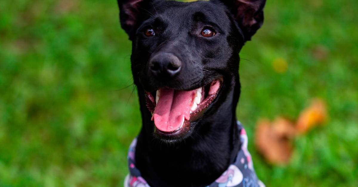 Anímese a participar de la gran jornada de mascotas y adopte un ...