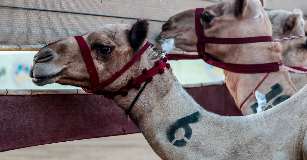 El mortal y contagioso 'virus del camello' que prende las alertas en el ...