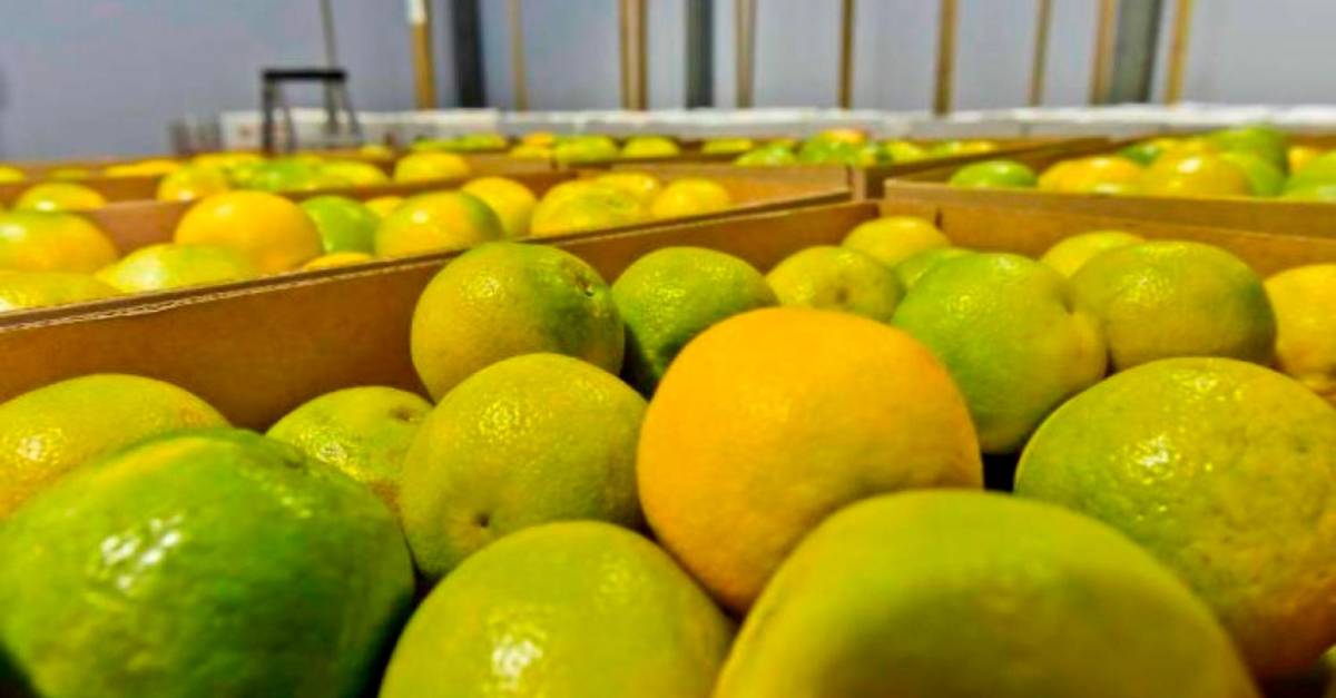 De las frutas que exporta Colombia, 32% son paisas