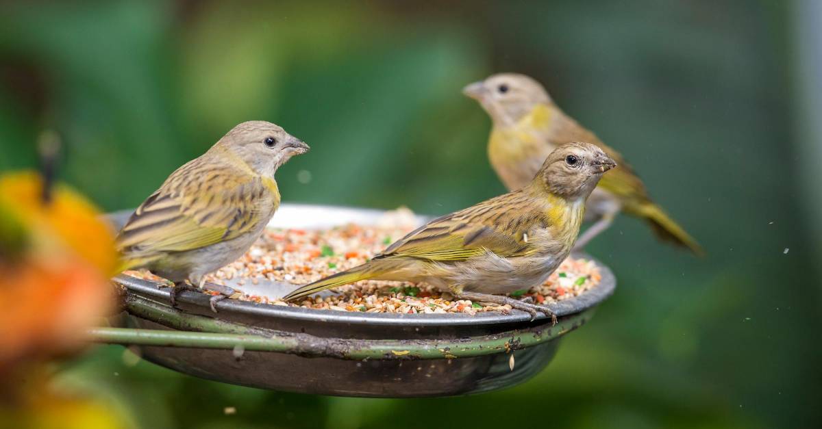 Atraer aves a su balcón podría beneficiar los ecosistemas de Antioquia