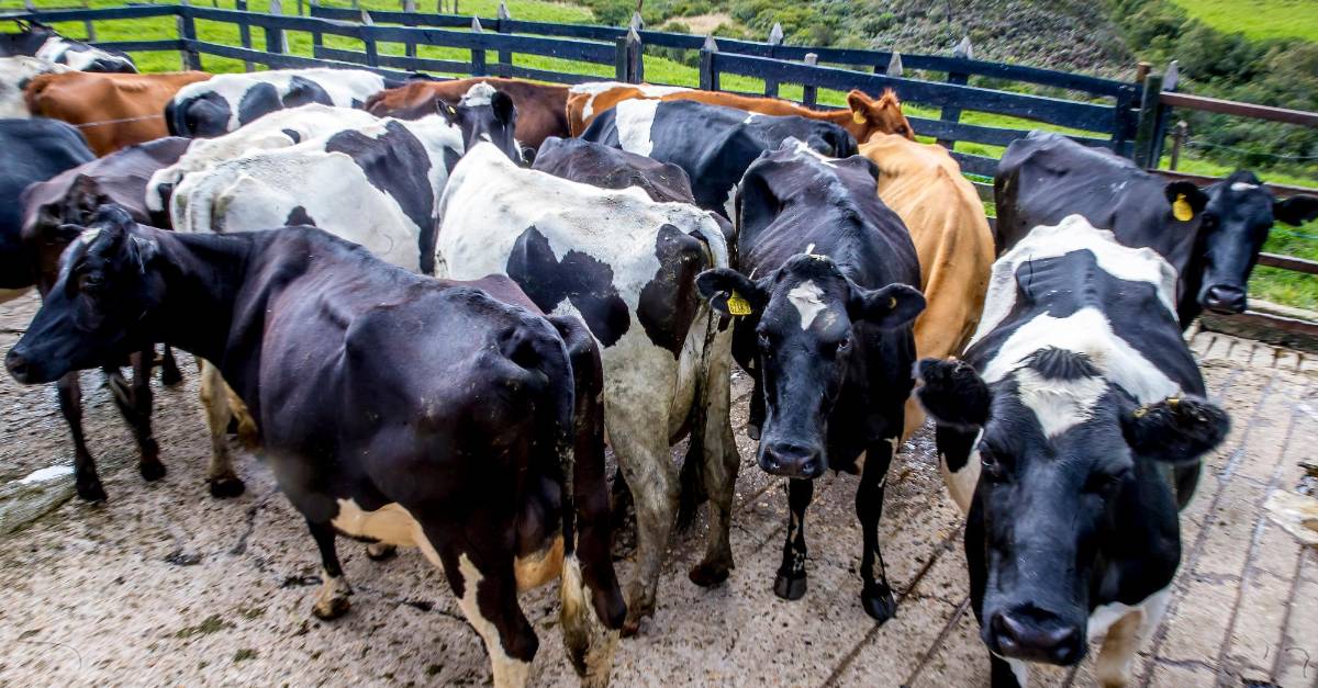 Grupo solidario de ganaderos: ¿Qué implica la propuesta de Lafaurie ...