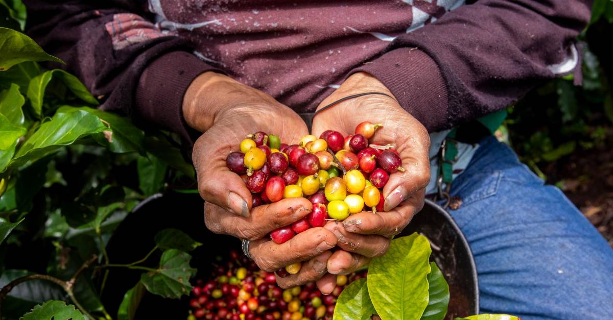 Estas son las perspectivas y retos del sector caficultor para 2021
