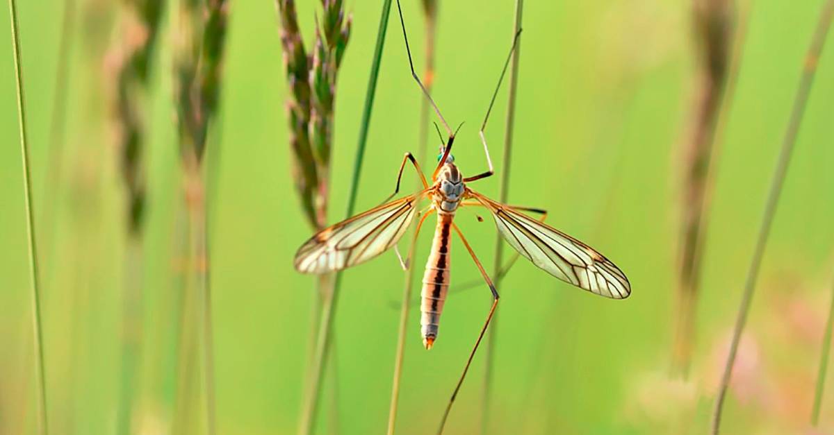 No mate a ese insecto que se le parece a un zancudo: es tan importante ...