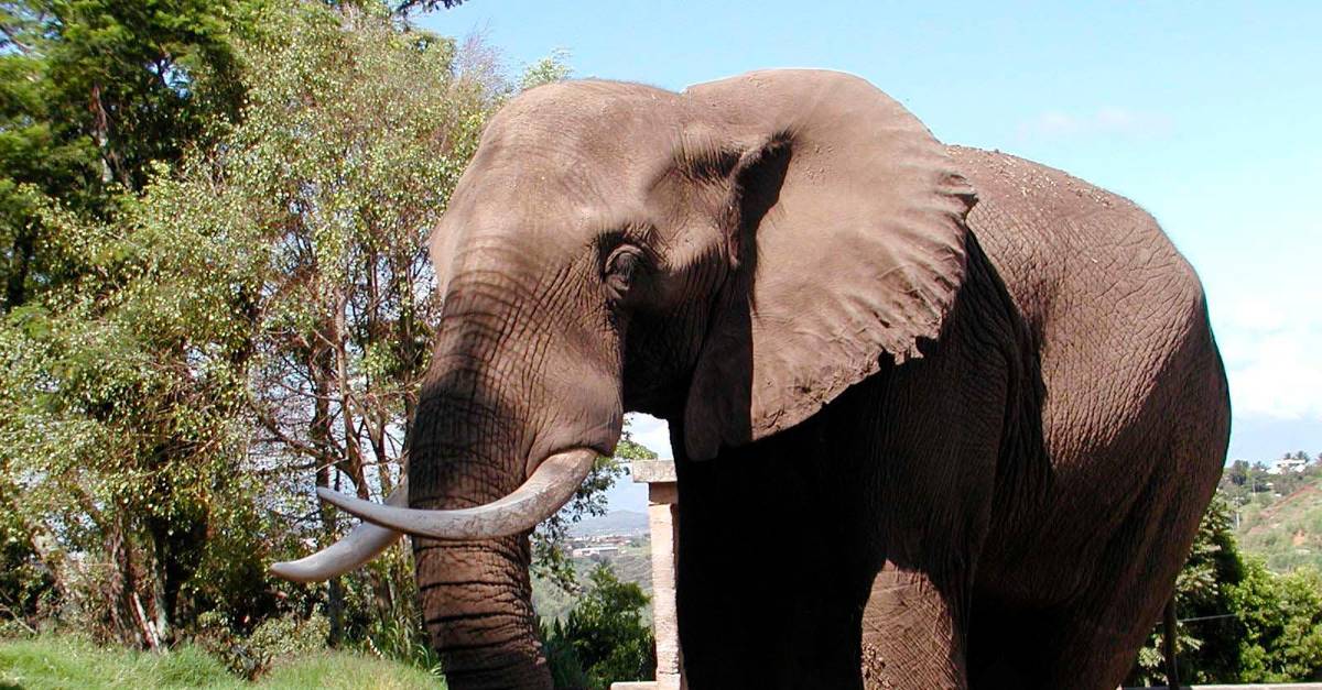 Colombian researcher was crushed to death by an elephant in Uganda ...