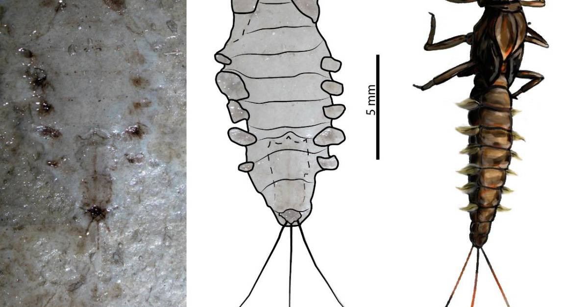 Descubren insectos que habitaron Colombia hace 100 millones de años