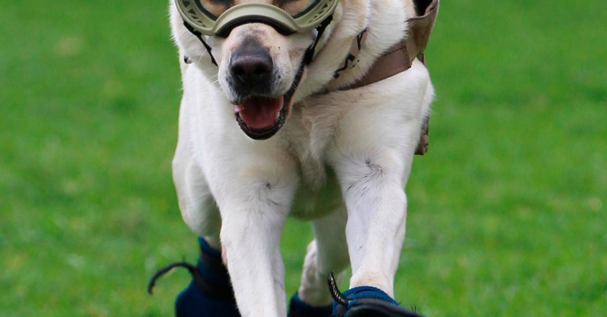 Murió Frida, la perrita rescatista que salvó vidas en el terremoto de ...