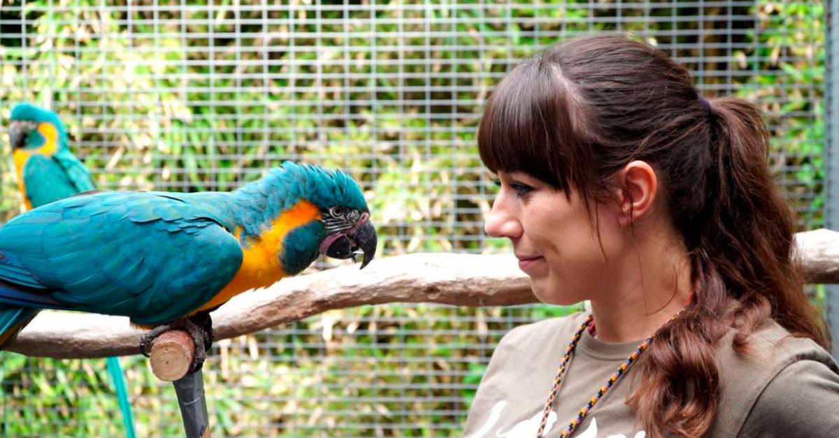 ¿Sabía que los loros también tienen sus propios recuerdos?