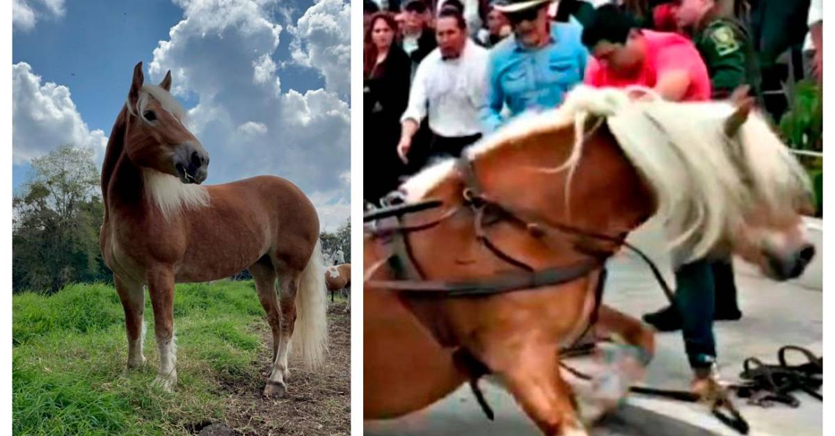 Descartan que la yegua que se desplomó en El Retiro lo hubiese hecho ...