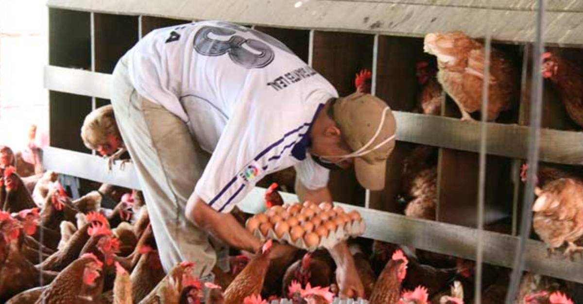 El 2022 será un año récord en la producción récord de carne de pollo