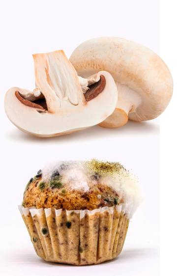 ¿Se puede comer una arepa o una fruta con hongos?