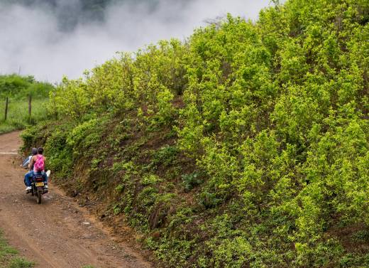 Colombia Rompió Récord Histórico De Narcocultivos 204 000 Hectáreas De