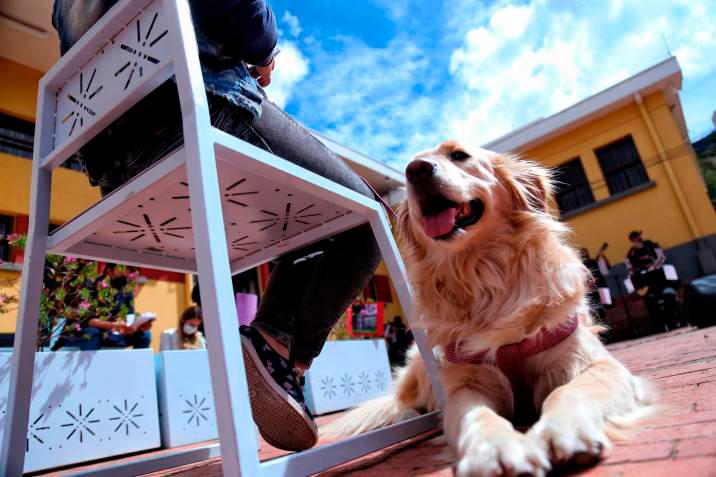Ringo, Nutre Can, Dog Chow y Chunky lideran ventas en el mercado para ...