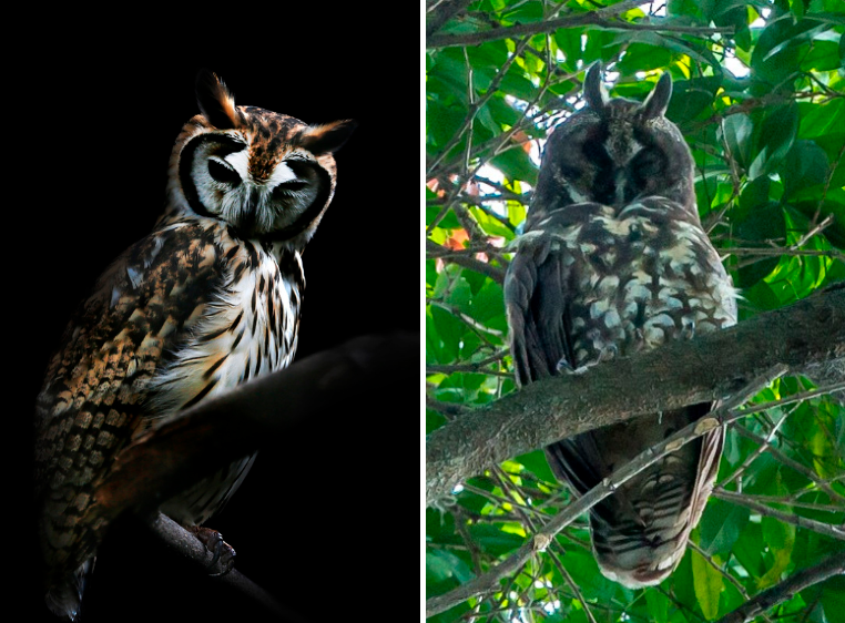 Los búhos no son “aves de mal agüero”