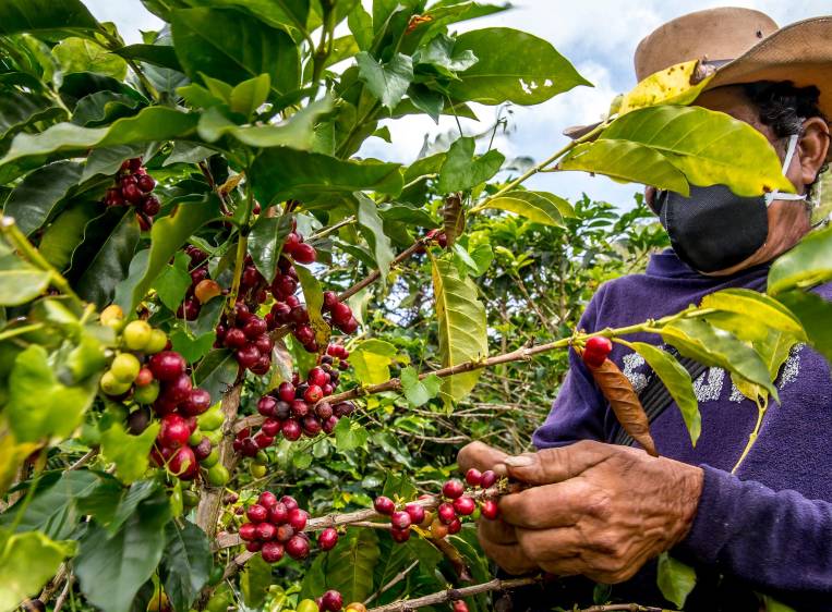 Más de 25.000 millones para la renovación de cafetales en 2021