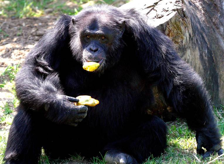Este ancestro común con los chimpancés, importante para el orígen del ...