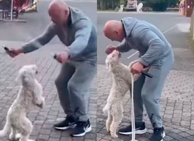 En video | Perrito ganó Récord Guinness por saltar la cuerda junto a su ...