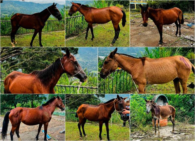 ¿Quiere uno? Buscan personas que adopten a caballos rescatados de un ...