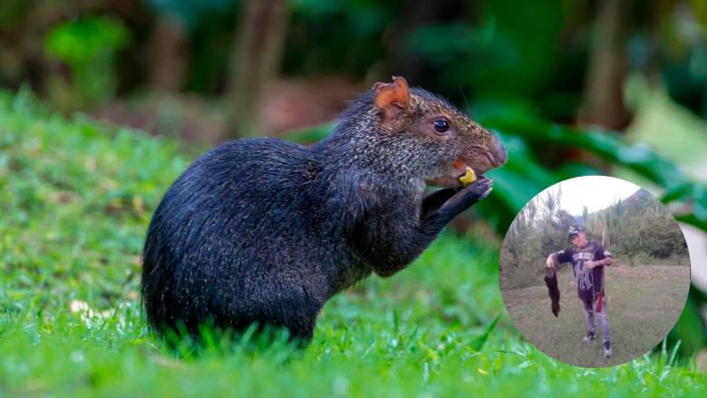 ¡Indignante! Cazador presumió en redes el maltrato a un guatín en Bello