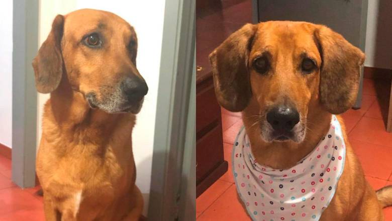 Falso veterinario será juzgado por aplicar eutanasia irregular a un ...