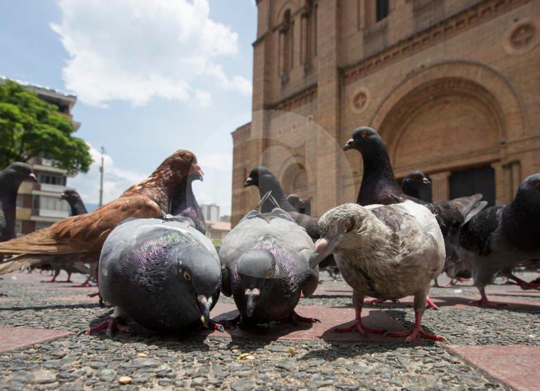 Alcaldía de Bogotá está realizando vasectomías a las palomas