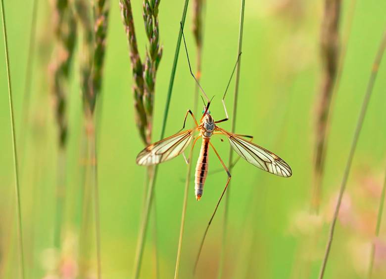 No mate a ese insecto que se le parece a un zancudo: es tan importante ...