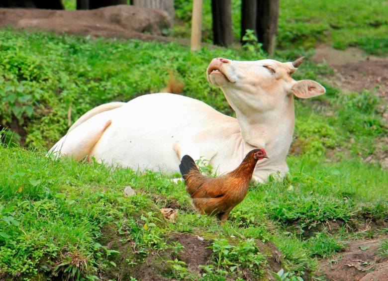 Gallinas y vacas “felices”: la apuesta del agro ante un consumidor más consiente