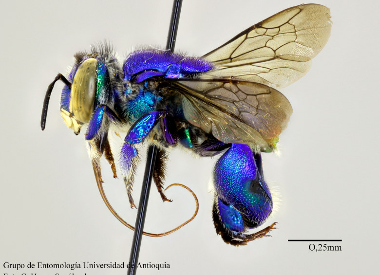 Mariposas, cucarrones, moscas: un millón de insectos disecados en un ...