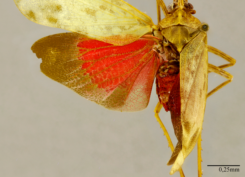 Mariposas, cucarrones, moscas: un millón de insectos disecados en un ...