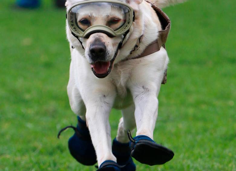 Murió Frida, la perrita rescatista que salvó vidas en el terremoto de ...