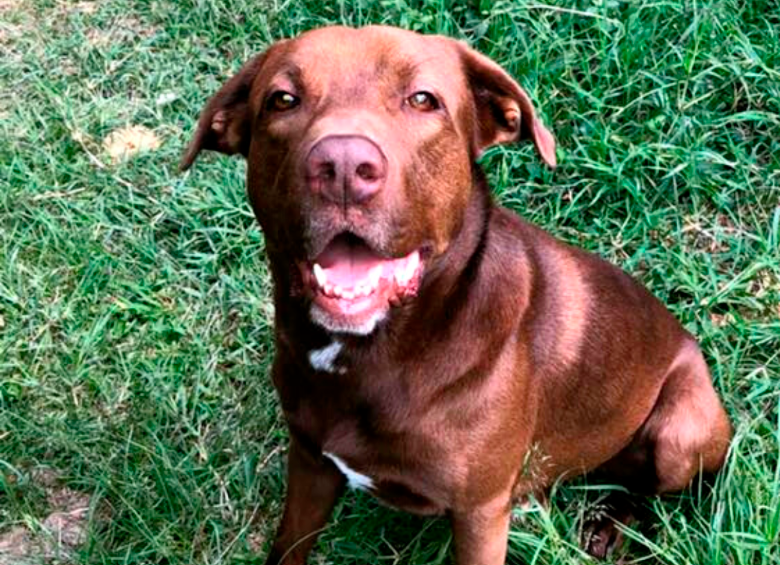 ¿Lo ha visto? En Medellín buscan a Tonny, un perro influencer