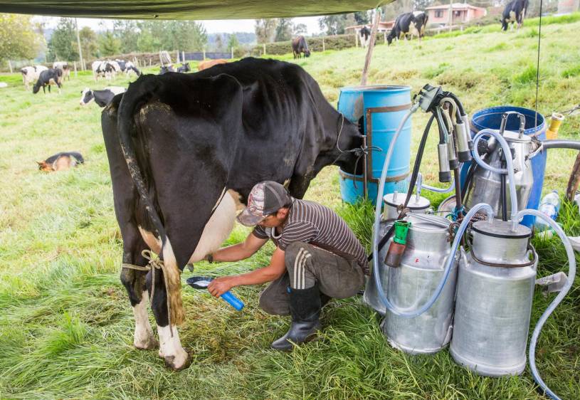 Sector lácteo tiene acuerdo para darle impulso a su productividad