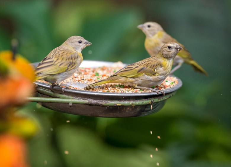 Atraer aves a su balcón podría beneficiar los ecosistemas de Antioquia