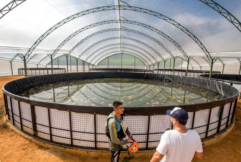 Tilapia colombiana conquista mercado de EE. UU.